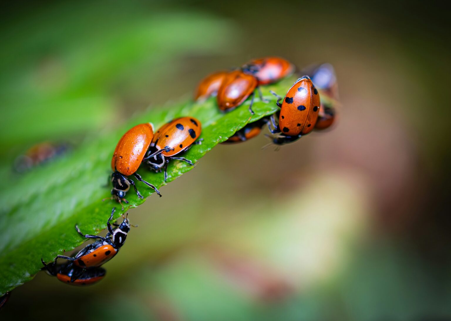 Events for January 2026 – Las Vegas Boutique Zoo (LV Insect Zoo)